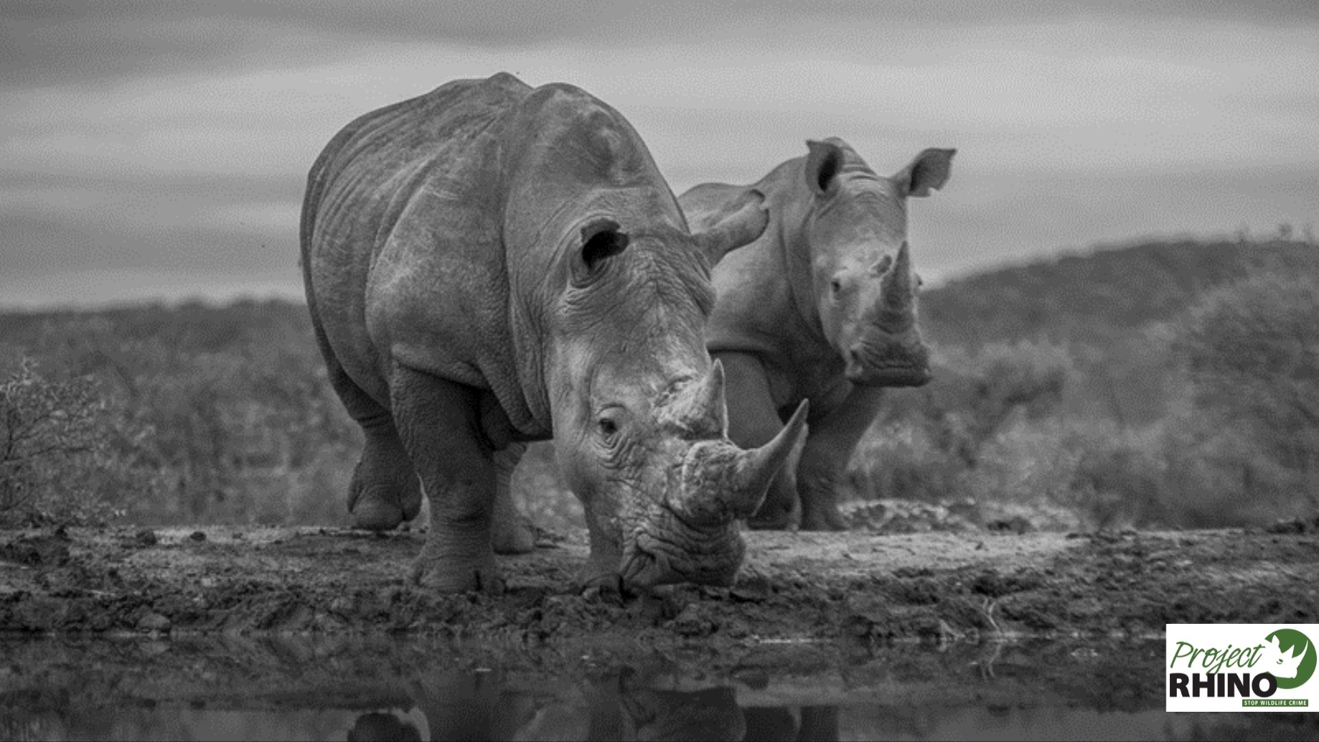 Exhibition management – JAWBONE